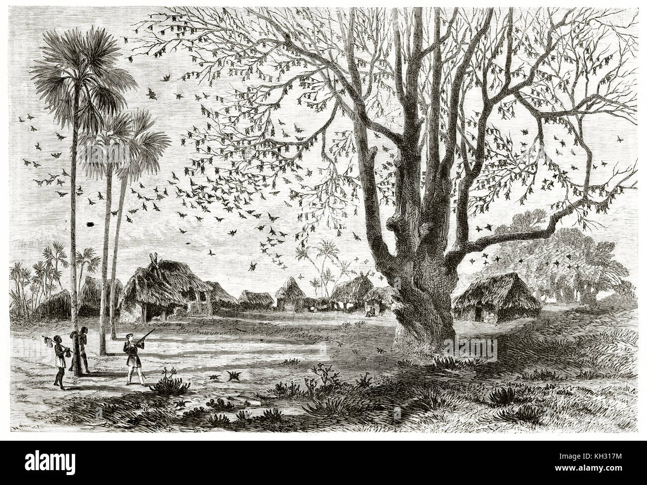Old illustration depicting many bats popolating a tree in Allada, Benin ...