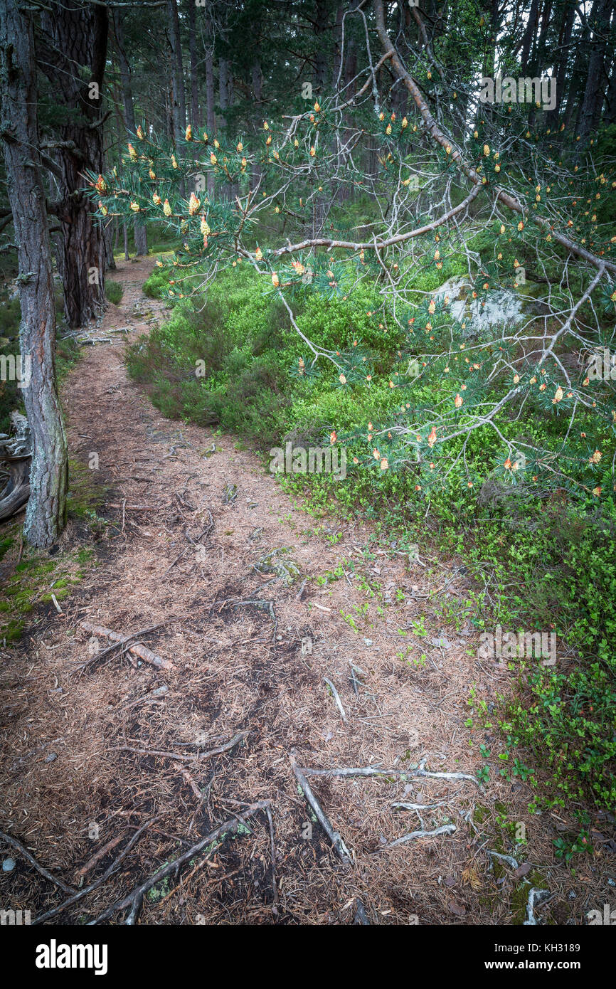Scots Pine in Caledonian Forest at Abernethy in Scotland Stock Photo ...