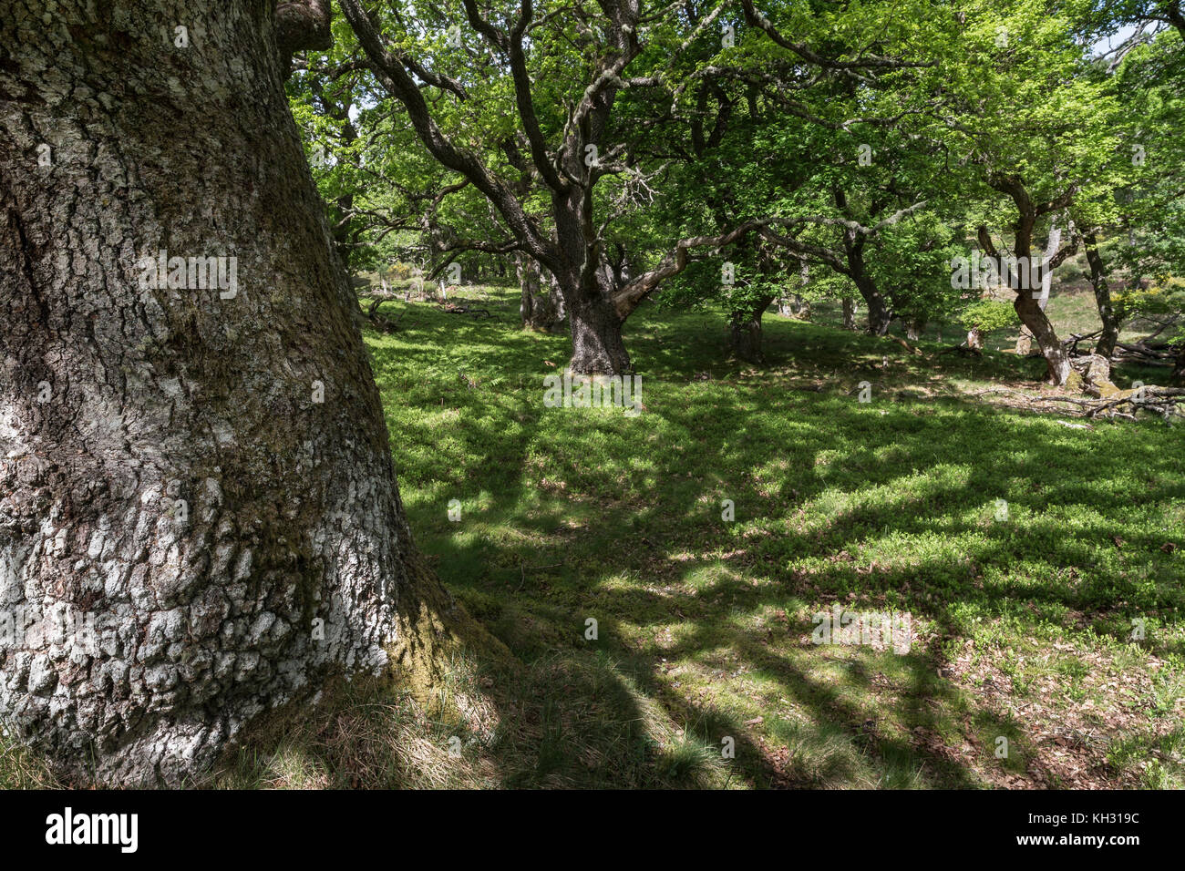 Oak woods scotland hi-res stock photography and images - Alamy