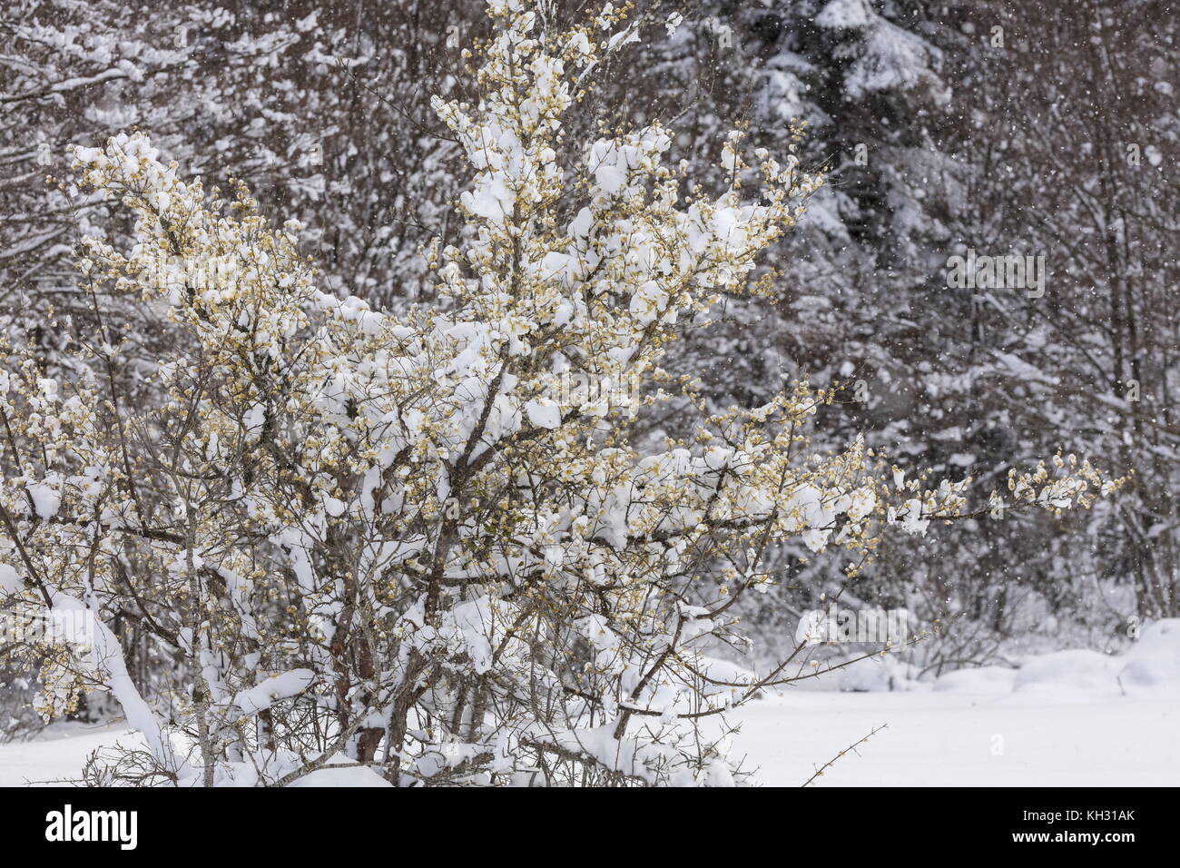 Cornelian cherry, Cornus mas, in flower in early spring, during snow ...