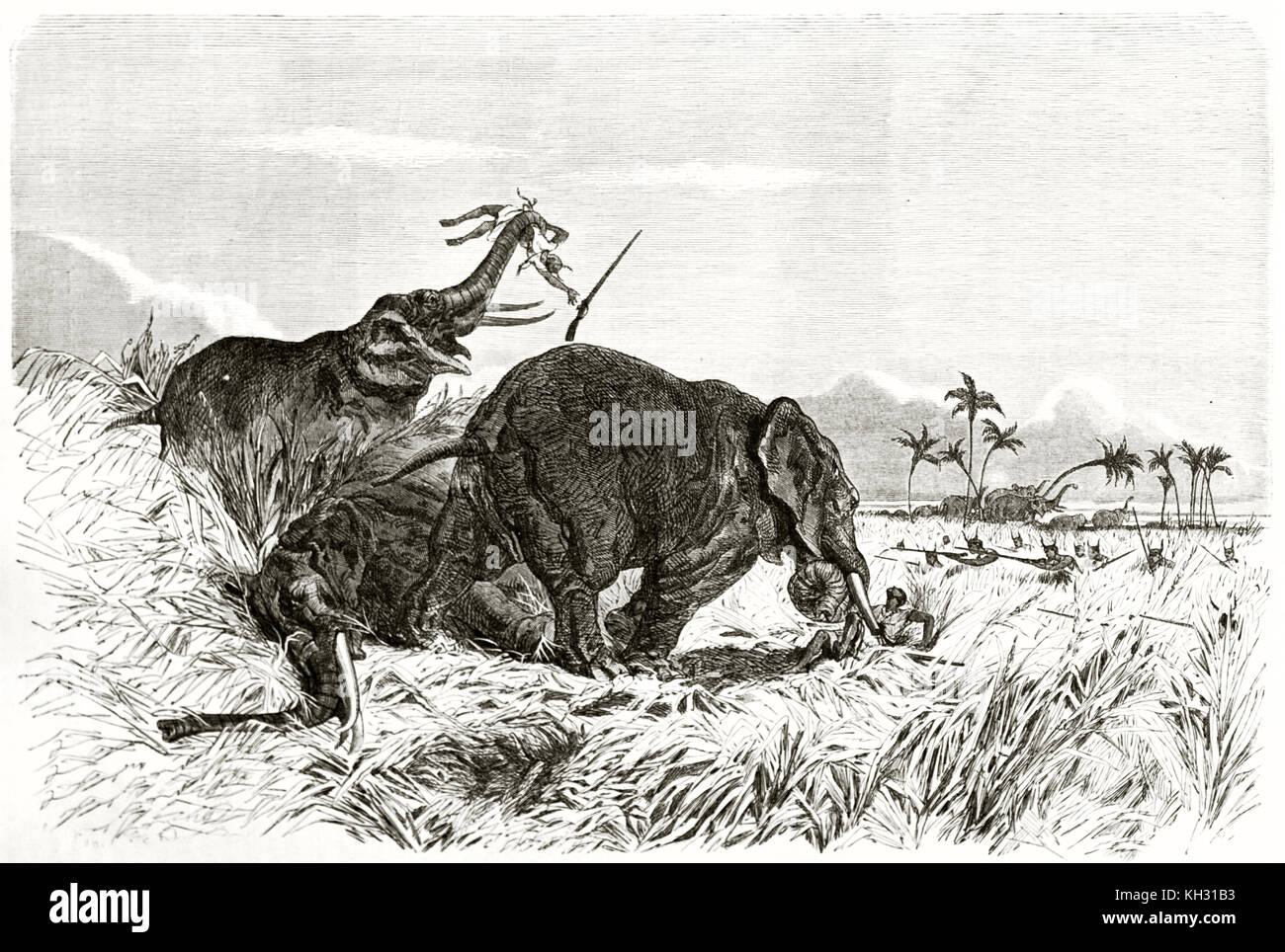 Old illustration depicting a scene of elephants hunting by amazons in ...