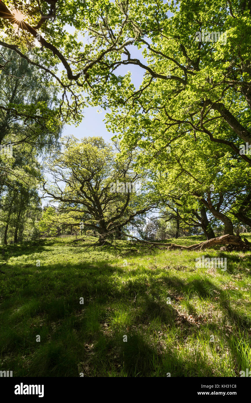 Oak woods scotland hi-res stock photography and images - Alamy