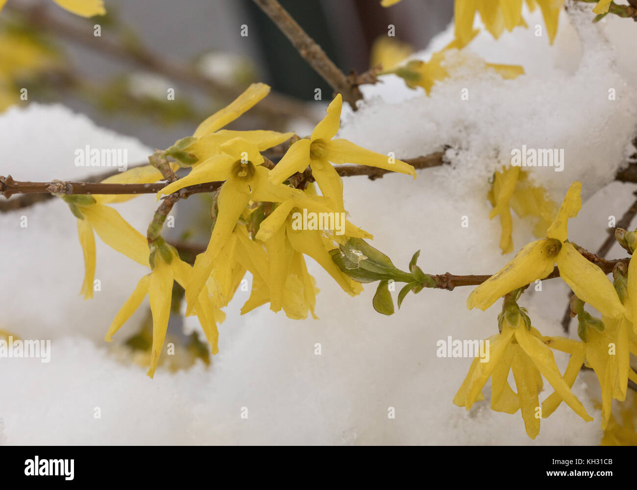 Snow bells flowers hi-res stock photography and images - Alamy