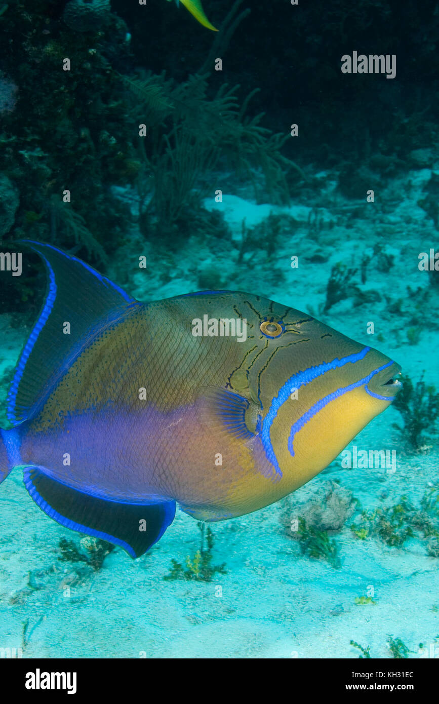 Queen Triggerfish, Balistes vetula, Eleuthera, Bahama Islands Stock ...