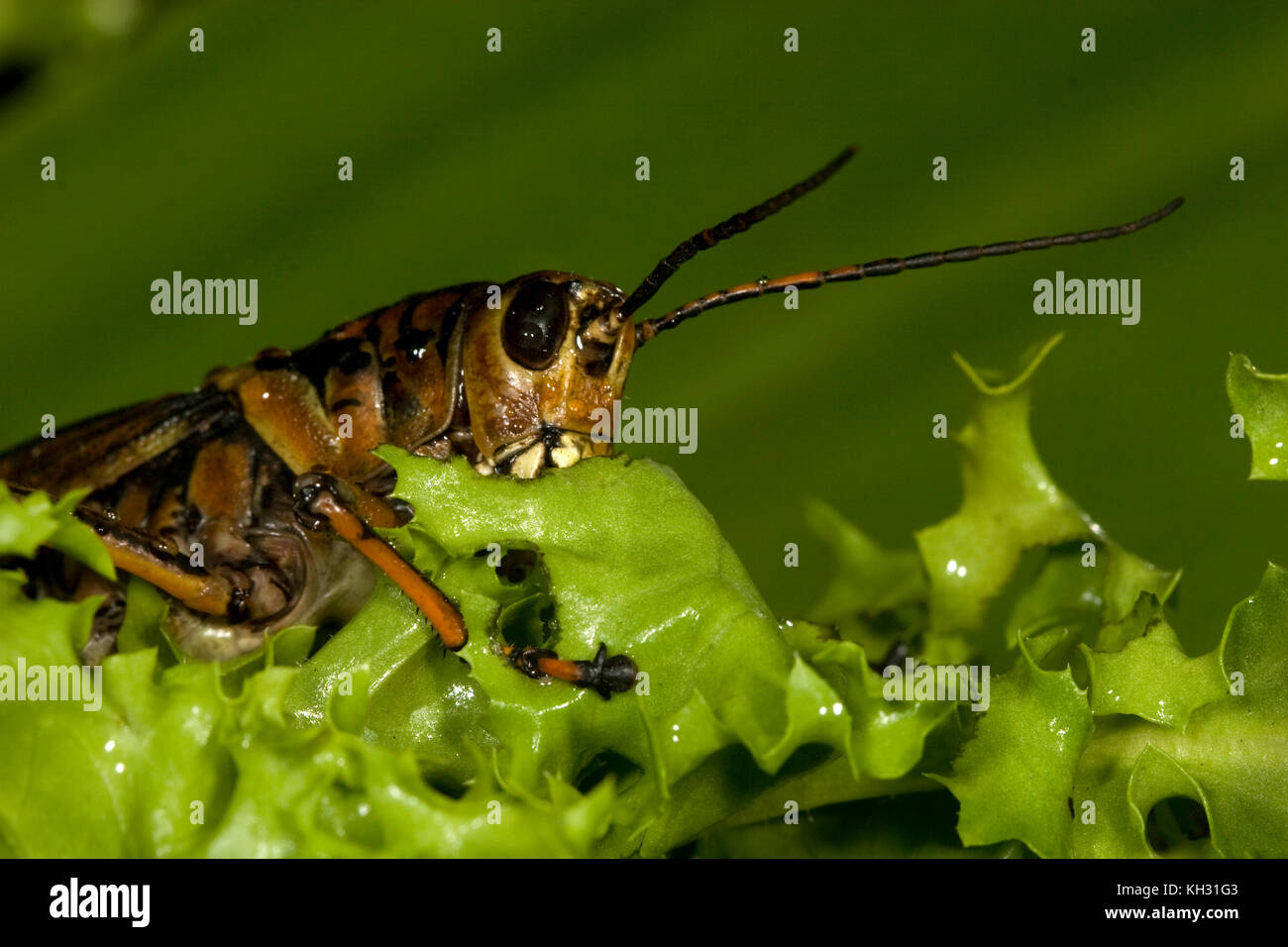 Eastern Lubber Grasshopper, Romalea guttata Stock Photo - Alamy