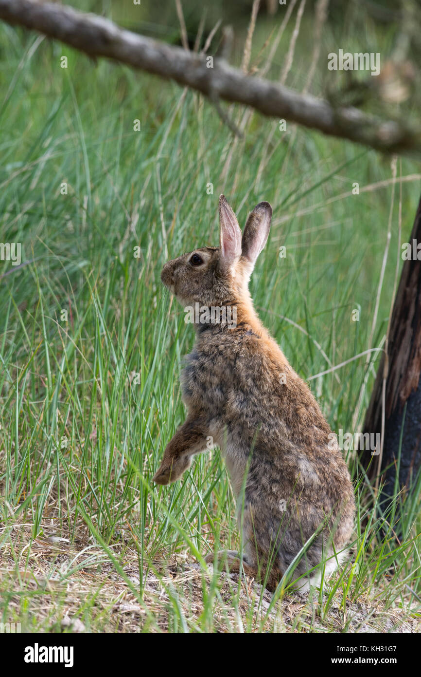 Standing hare in dunes at Dutch island Texel Stock Photo - Alamy