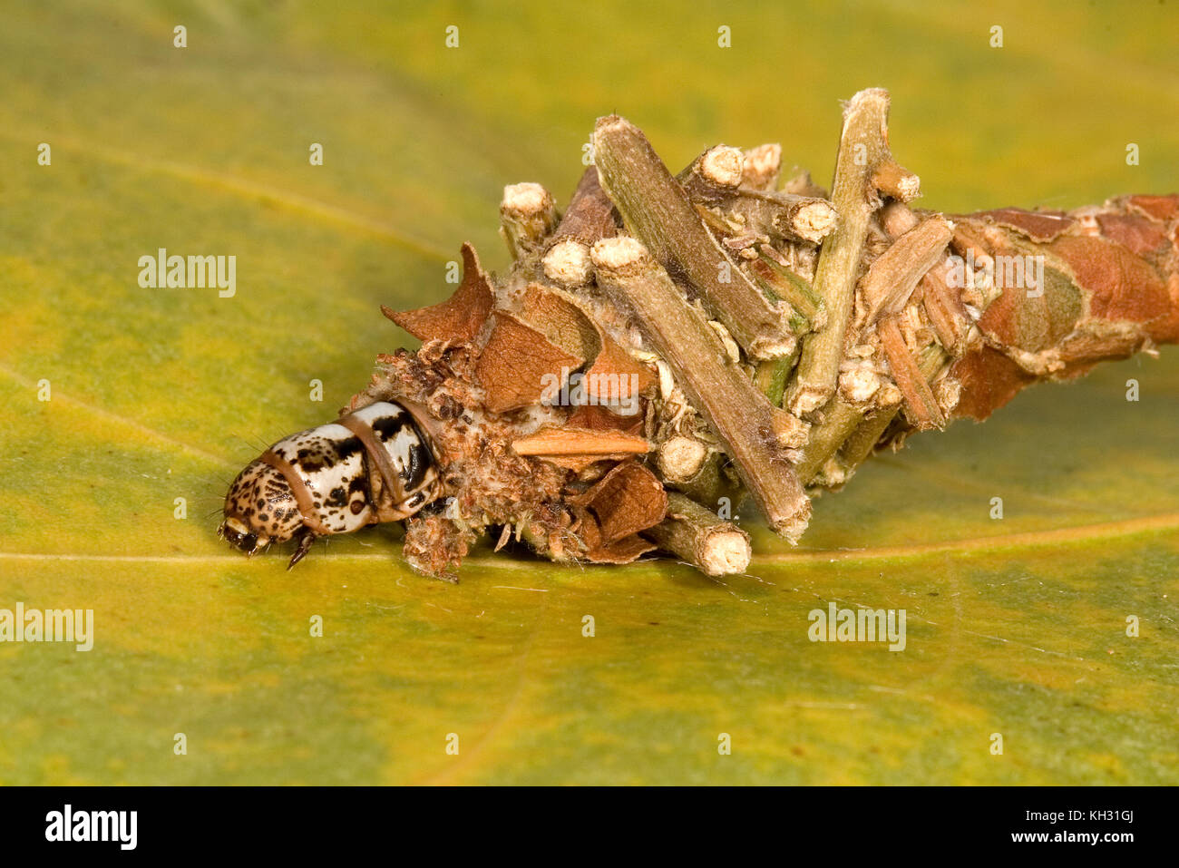 Bag caterpillar hi-res stock photography and images - Alamy