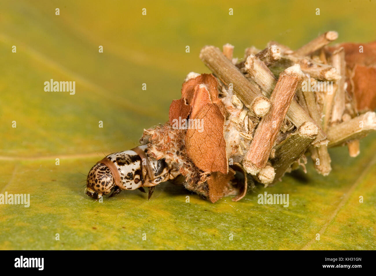Bagworm hi-res stock photography and images - Alamy