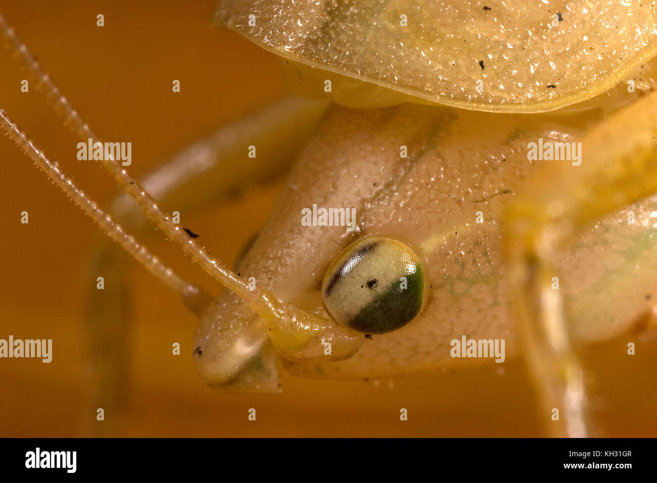 Brown katydid hi-res stock photography and images - Alamy