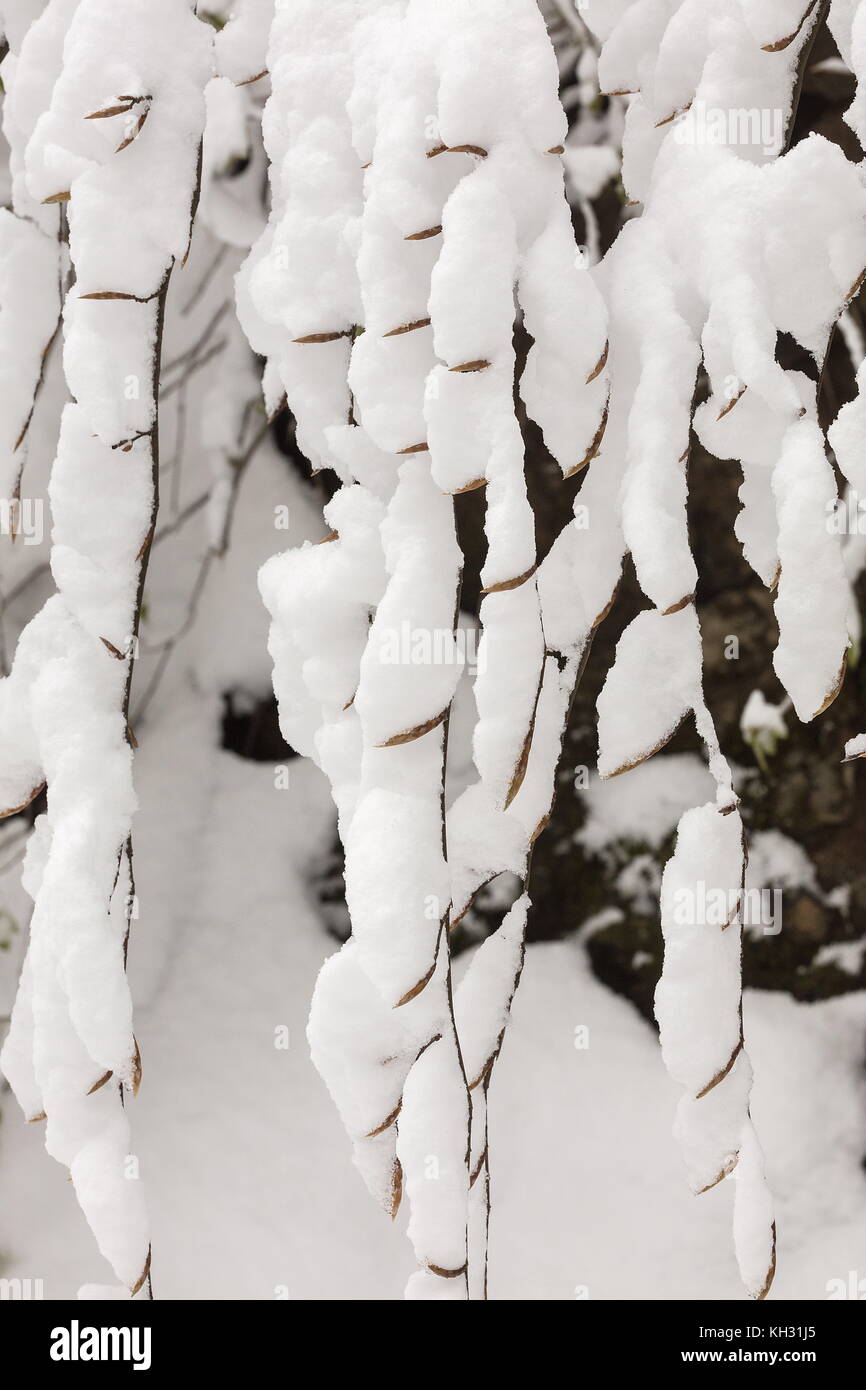 Buds of Beech tree in spring, covered with snow Stock Photo - Alamy