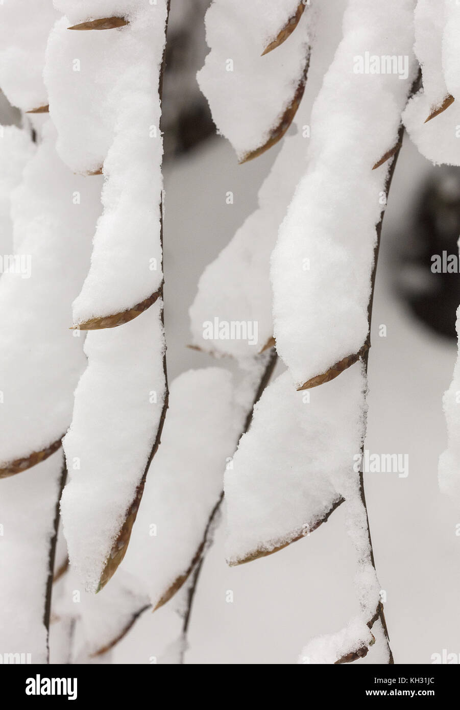 Buds of Beech tree in spring, covered with snow Stock Photo - Alamy