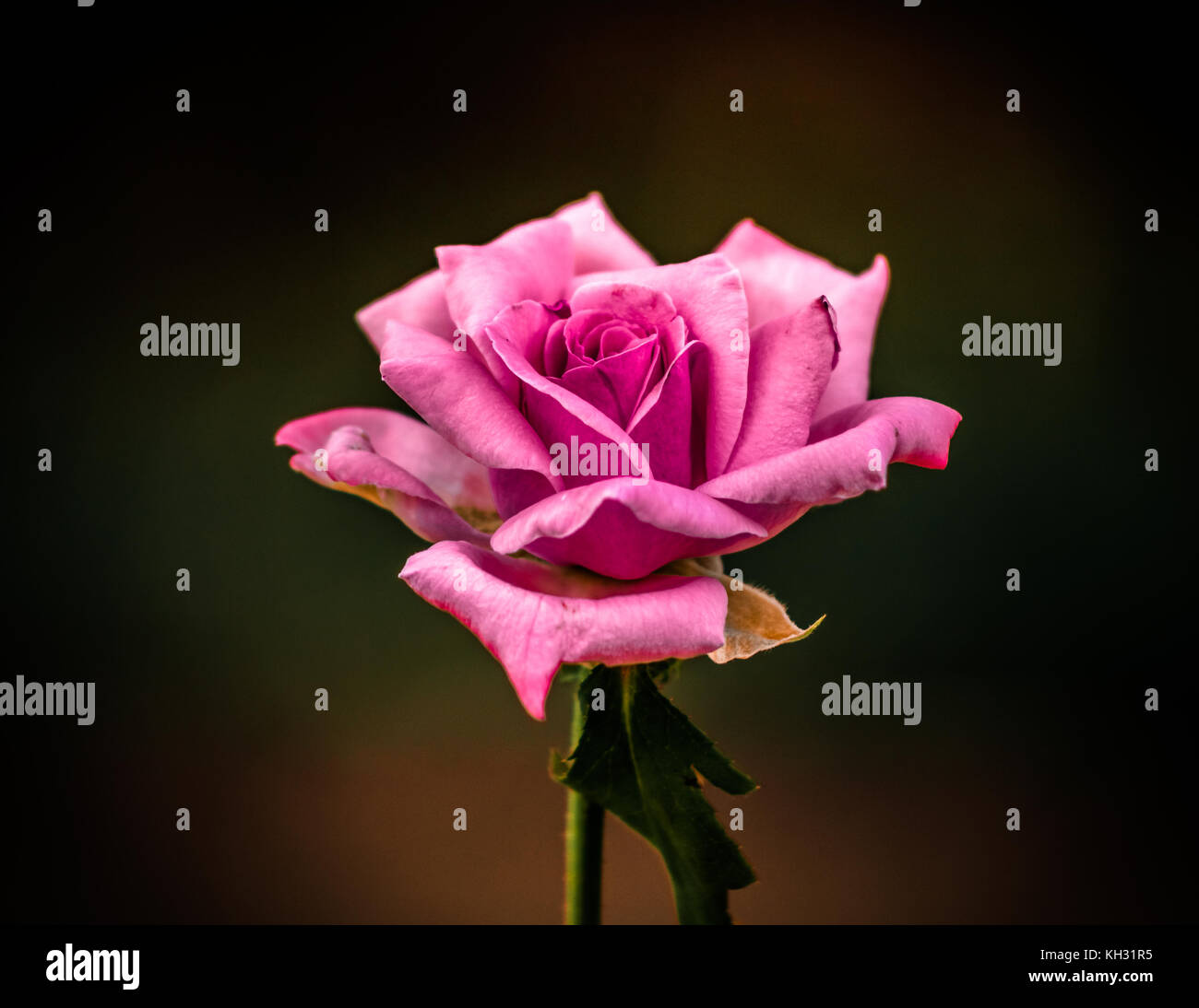 Pink rose close up dark background hi-res stock photography and images ...