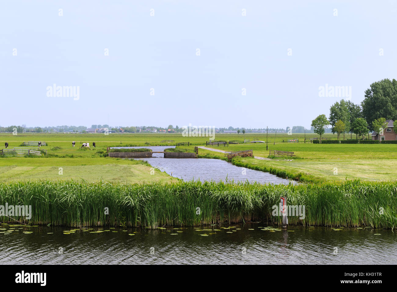 Typical Dutch landscape with pastures cows and water Stock Photo - Alamy