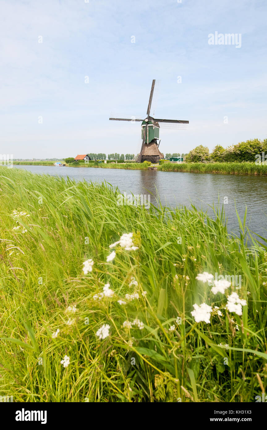 Dutch windmill in typical Hollands landscape near the river Stock Photo ...