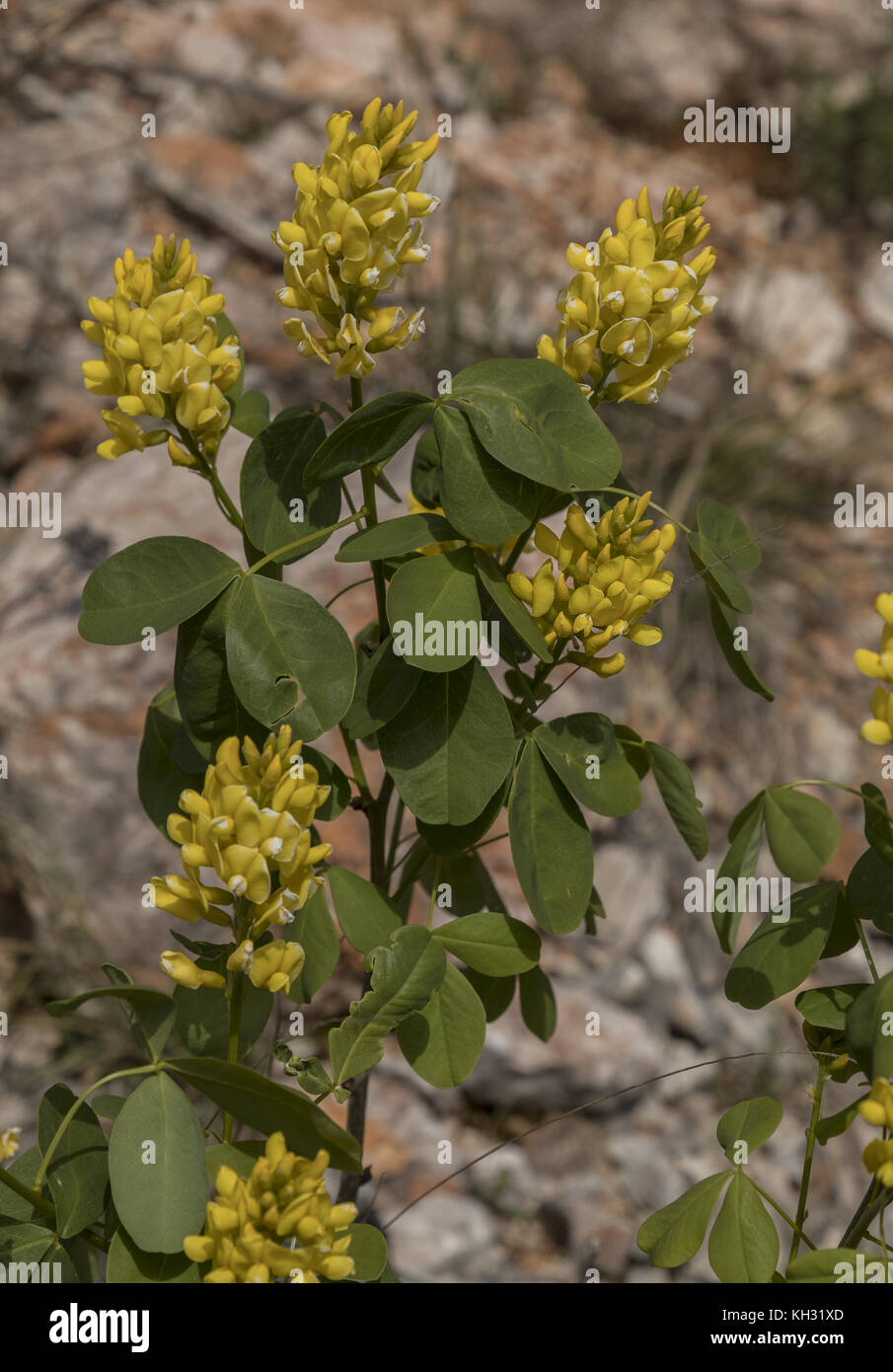 Cytisus laburnum hi-res stock photography and images - Alamy