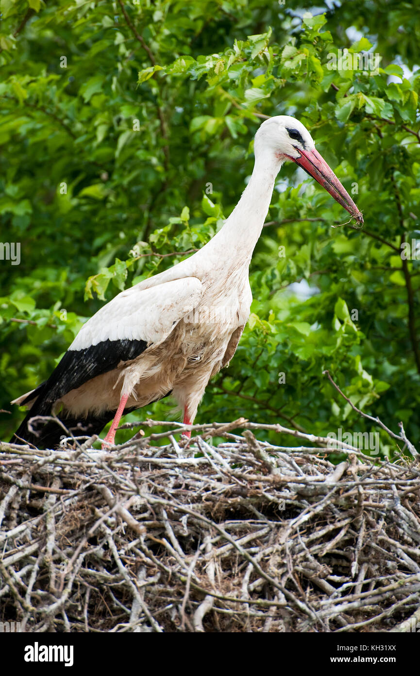 Nature stork bird standing on nest in landscape Stock Photo - Alamy
