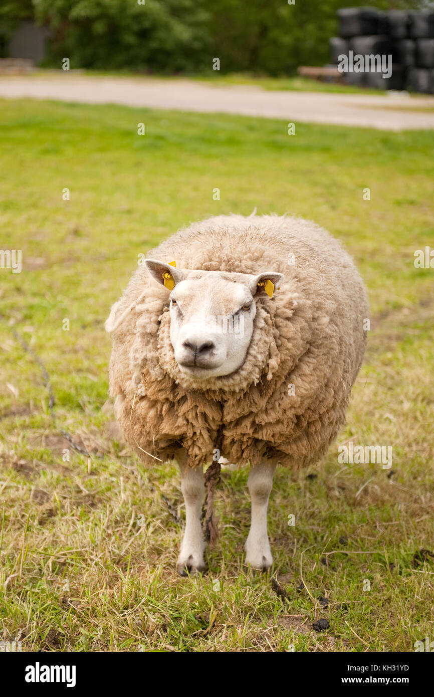 Thick wool livestock white sheep in winter Stock Photo - Alamy