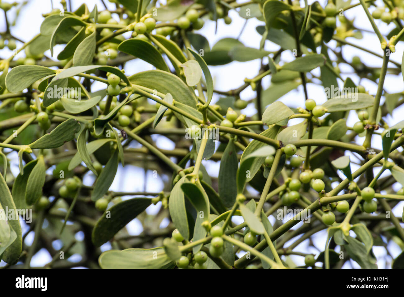 Tree with mistletoe - viscum Stock Photo - Alamy