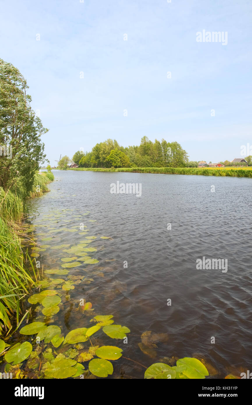 Dutch river in landscape with water plants Stock Photo - Alamy