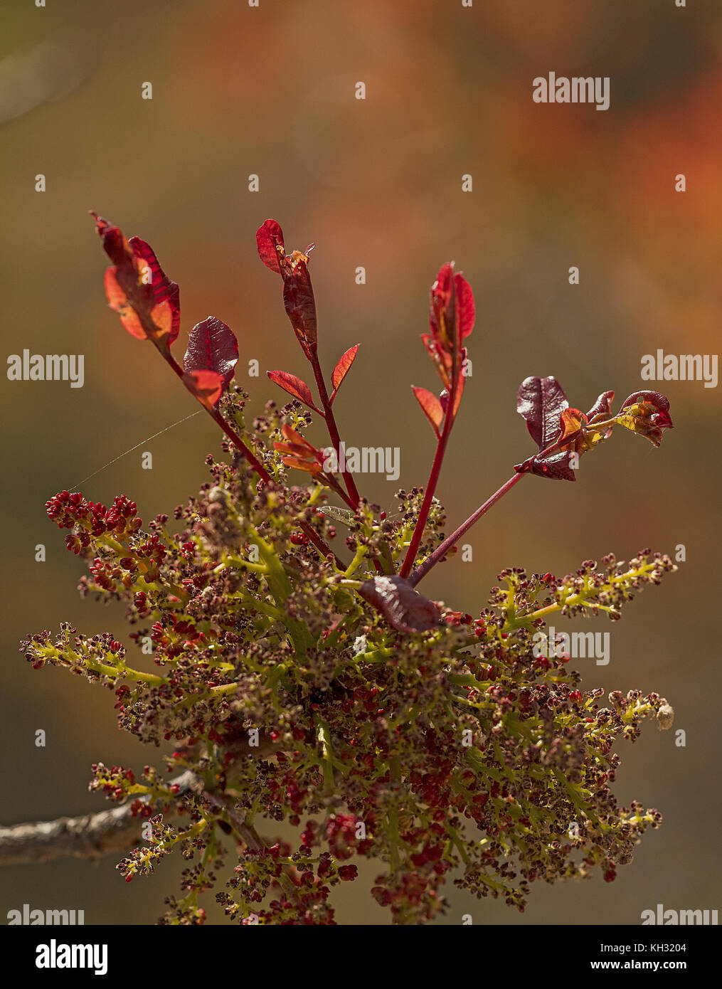 Leaves and flowers of turpentine tree, Pistacia terebinthus, in early ...