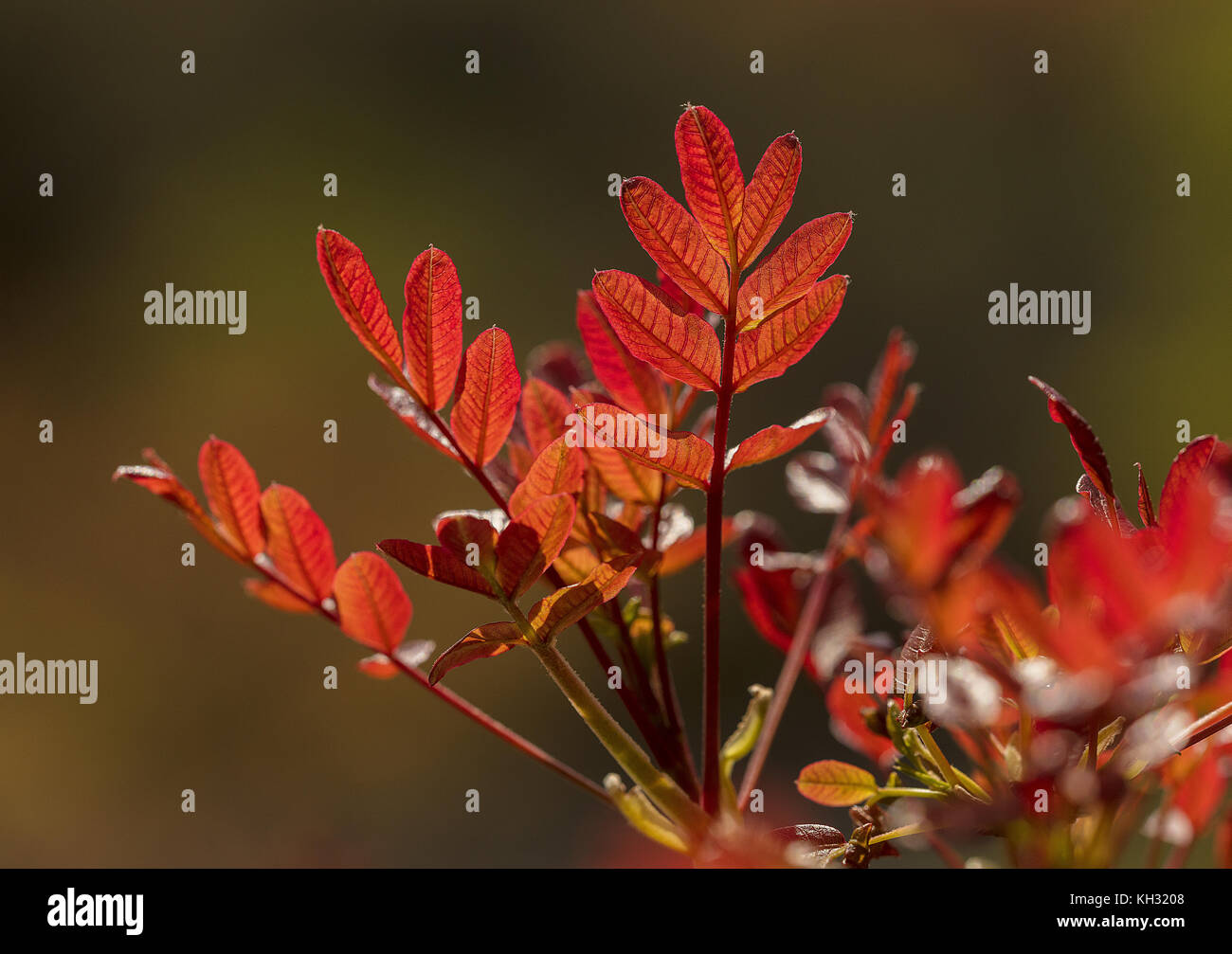 Terebinth tree hi-res stock photography and images - Alamy