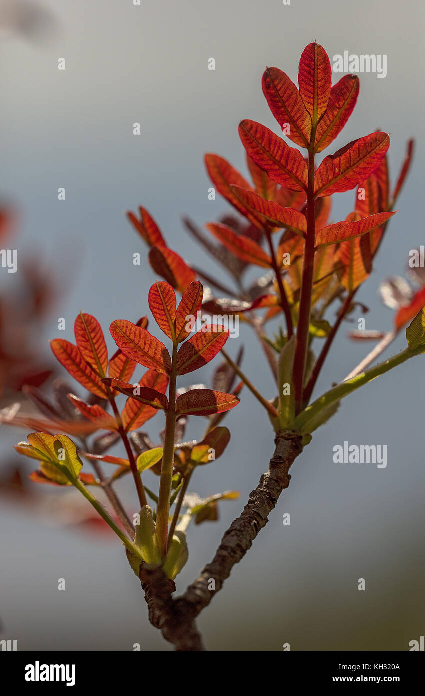 Terebinth tree hi-res stock photography and images - Alamy