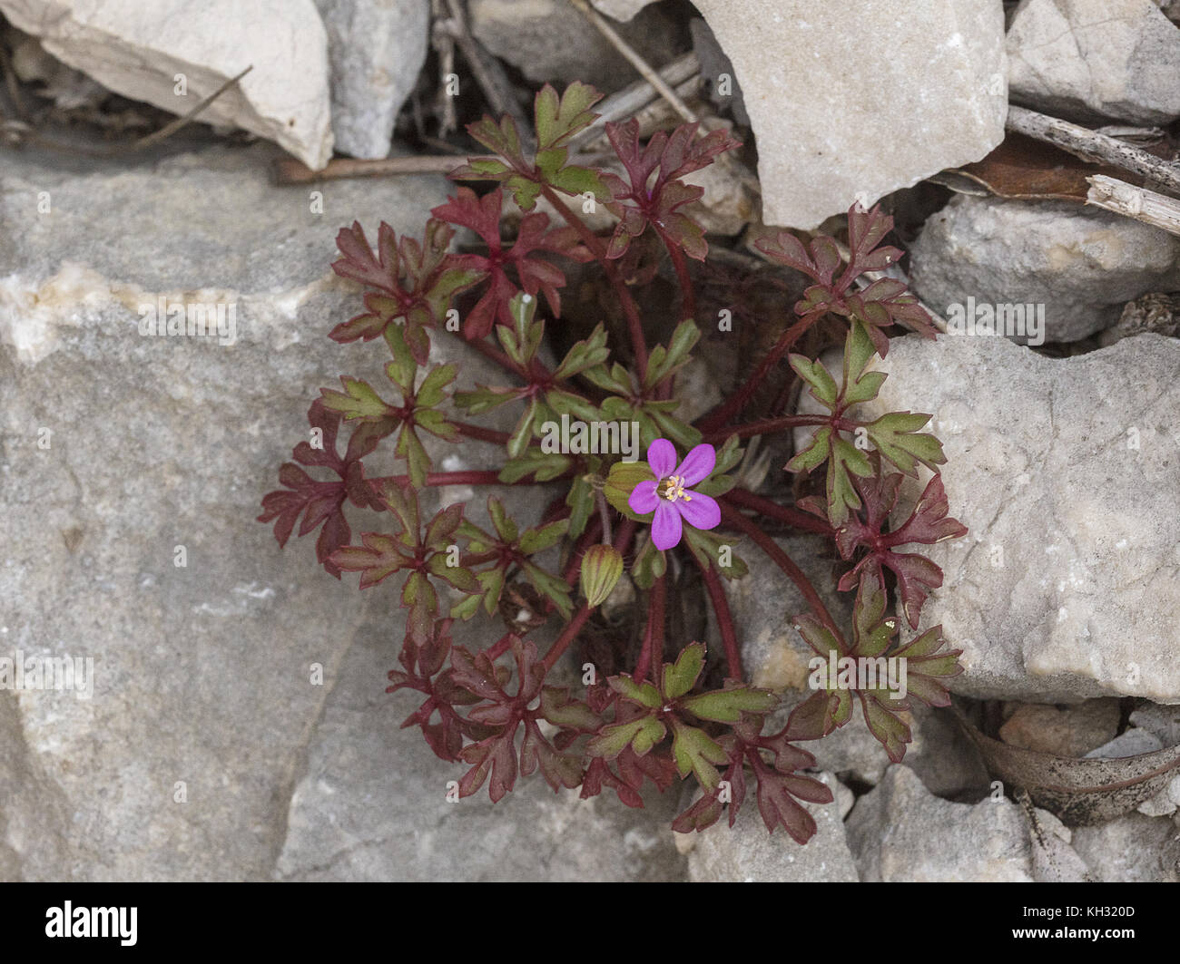 Little-robin, Geranium purpureum, on limestone clitter, Croatia Stock ...