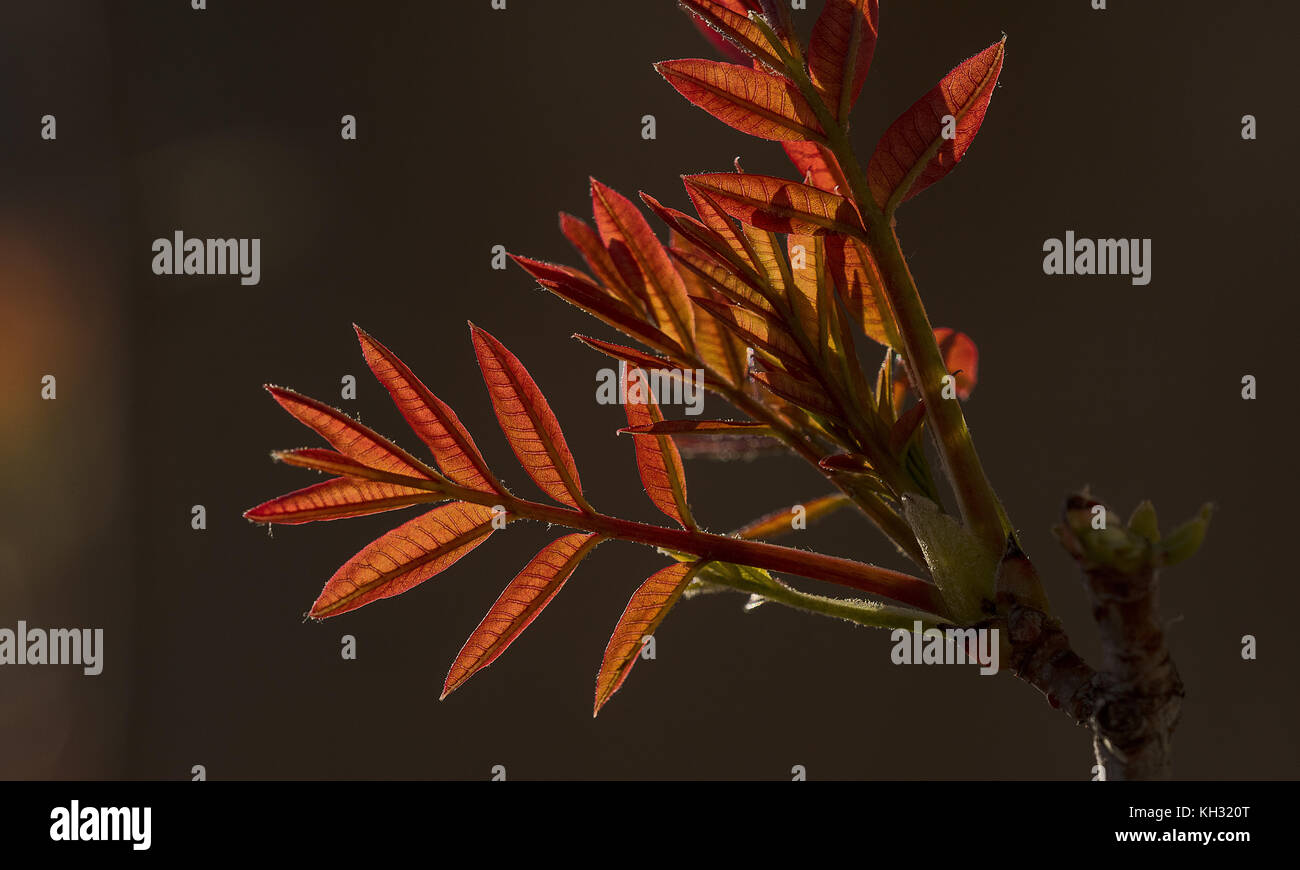 Terebinth tree hi-res stock photography and images - Alamy