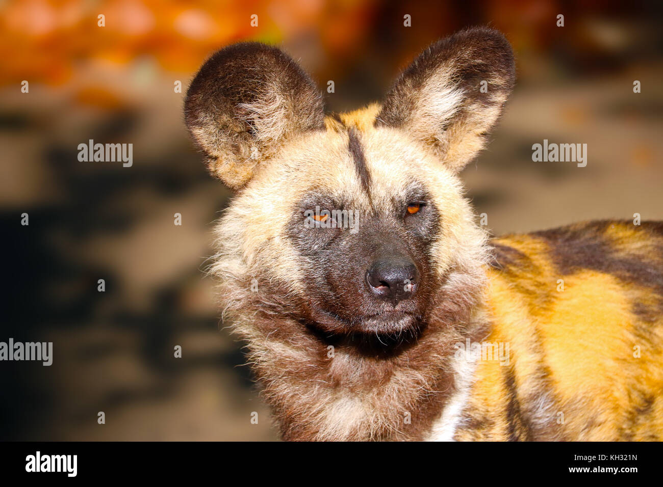 Hunt Dog Head High Resolution Stock Photography and Images - Alamy
