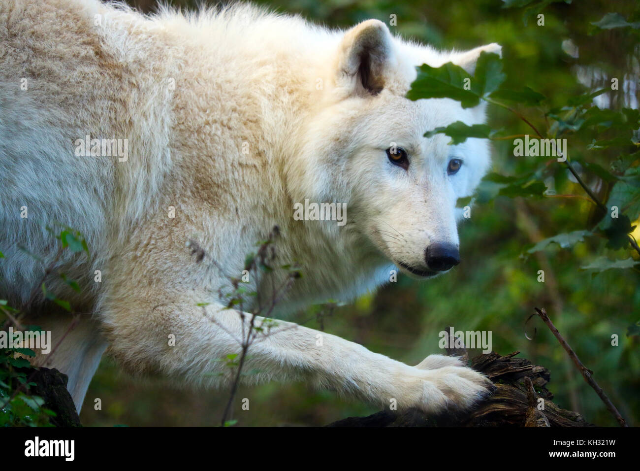 White arctic wolf hi-res stock photography and images - Alamy
