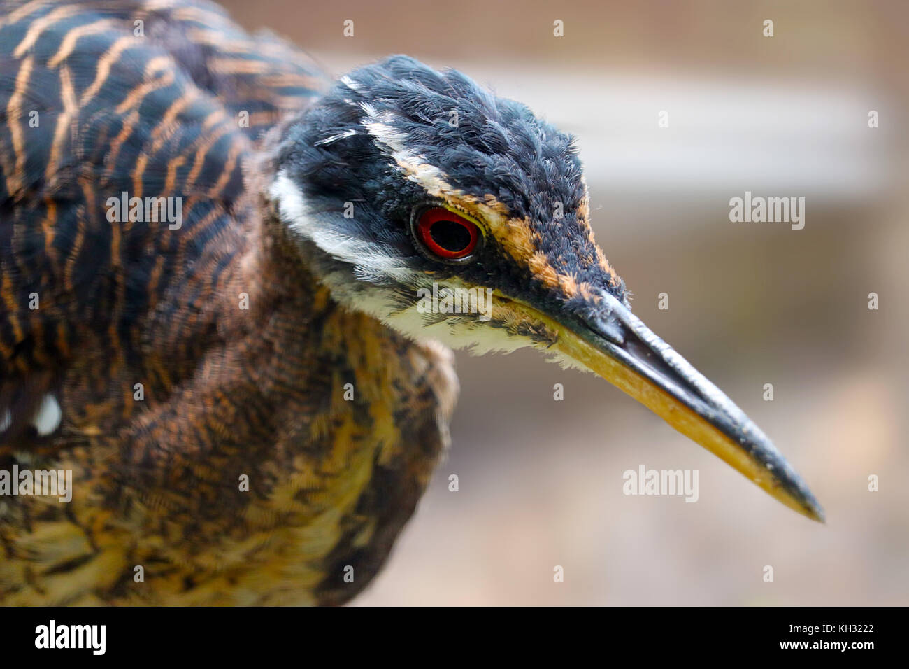 head of a sunbittern Stock Photo - Alamy