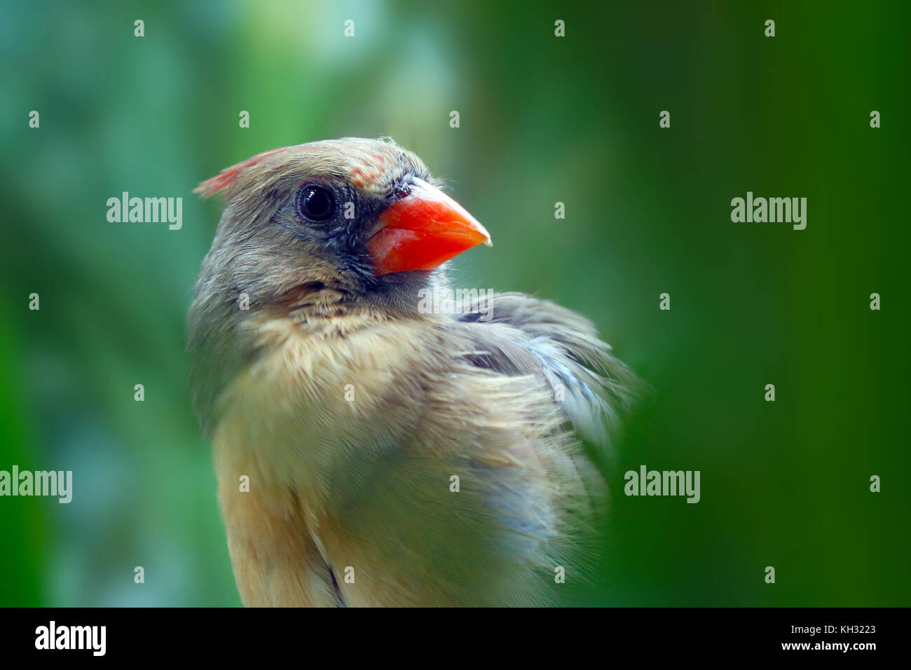 Cardinal female bird portrait hi-res stock photography and images - Alamy