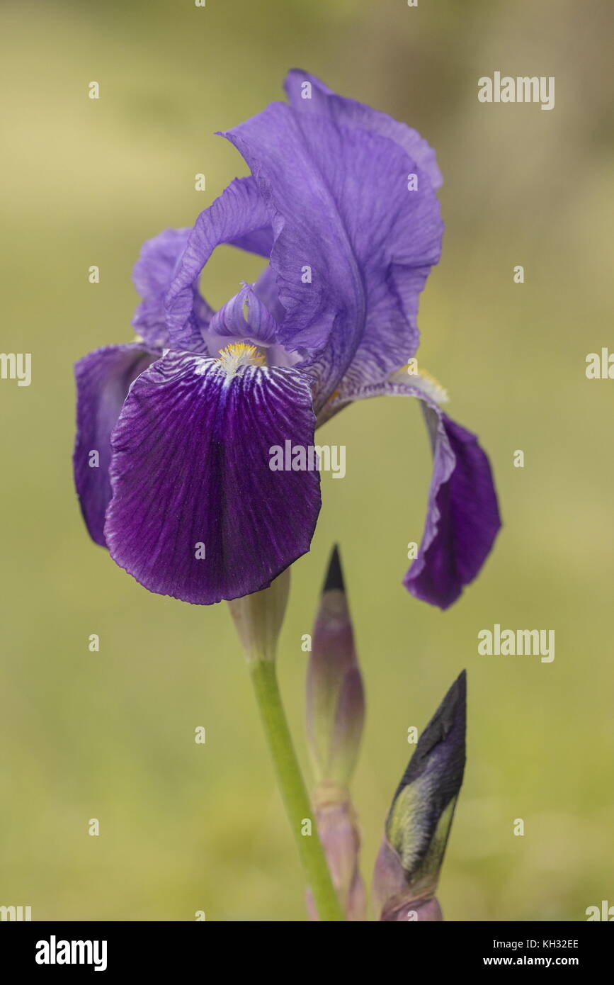 German iris, Iris x germanica, in flower Stock Photo - Alamy