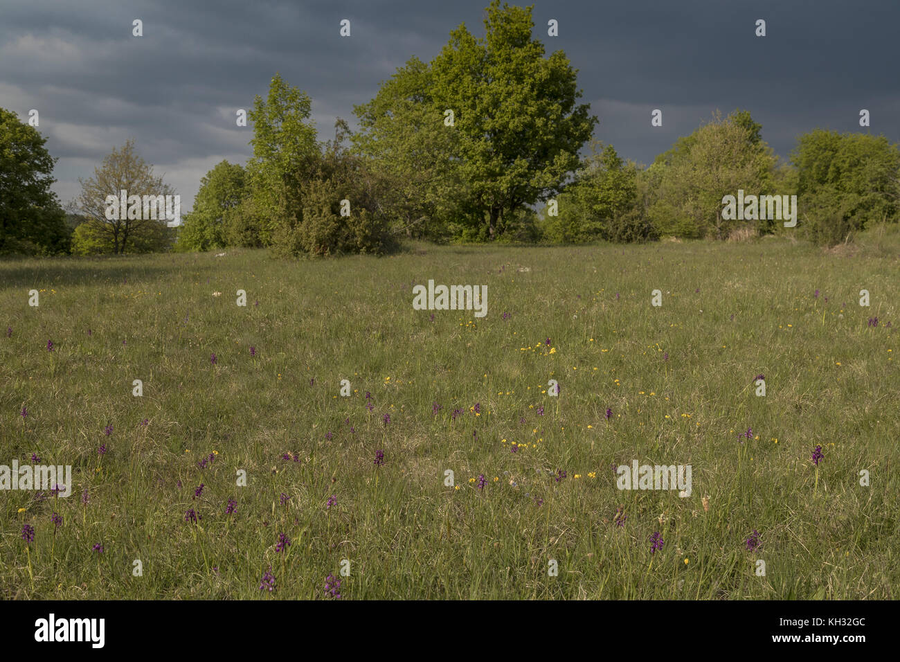 Orchid-rich meadows, with Downy Oak, near Sterna, Istria, Croatia Stock ...