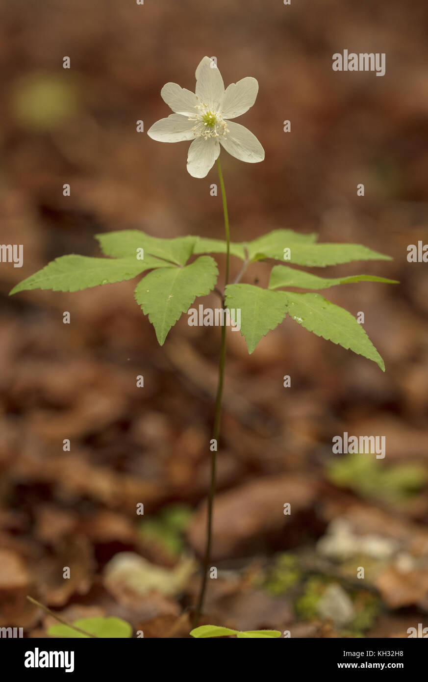 Three-leaved Anemone, Anemone trifolia in flower in beech woodland ...