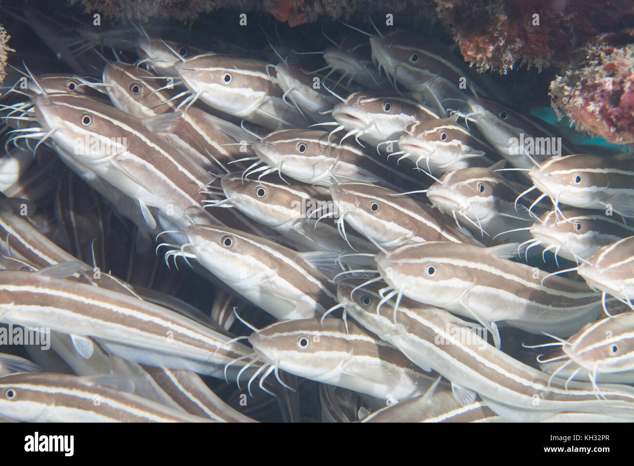 Swarm of young catfish - Seychelles - Africa Stock Photo - Alamy