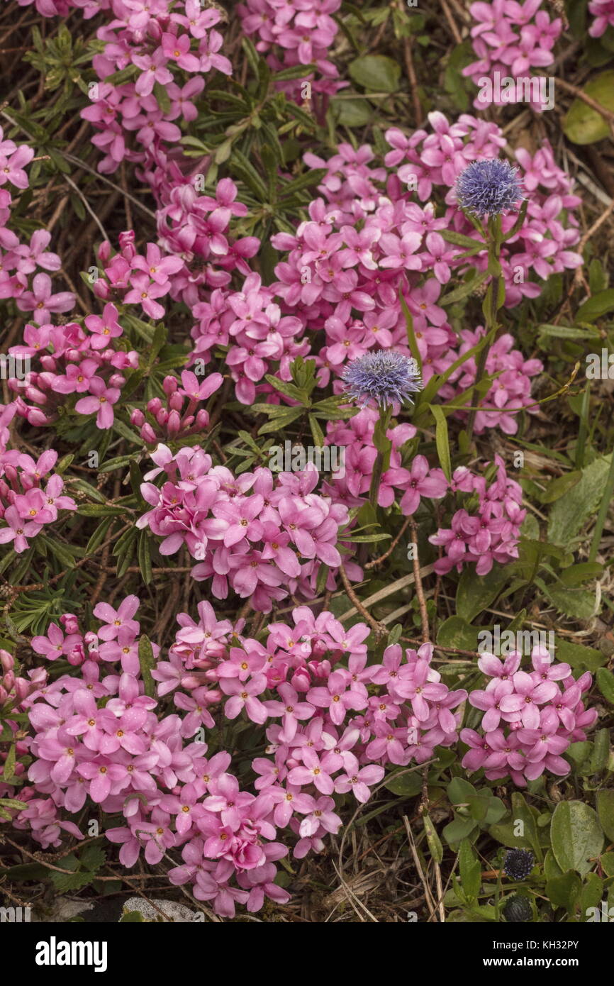 Garland Flower, Daphne cneorum, in flower in spring, in the Julian Alps ...