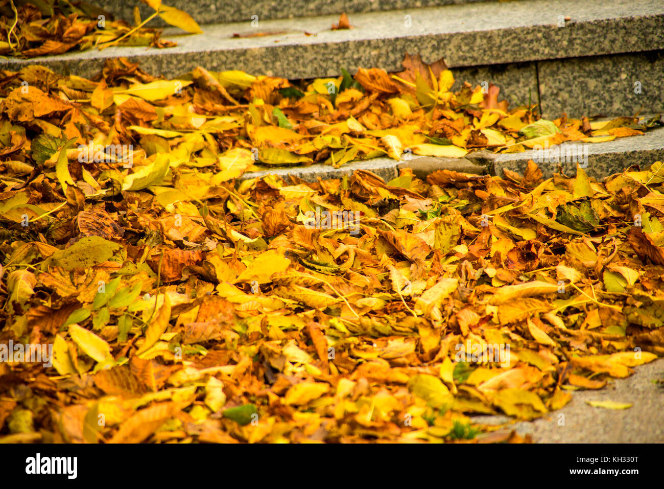 leaves in autumn at stairs Stock Photo - Alamy