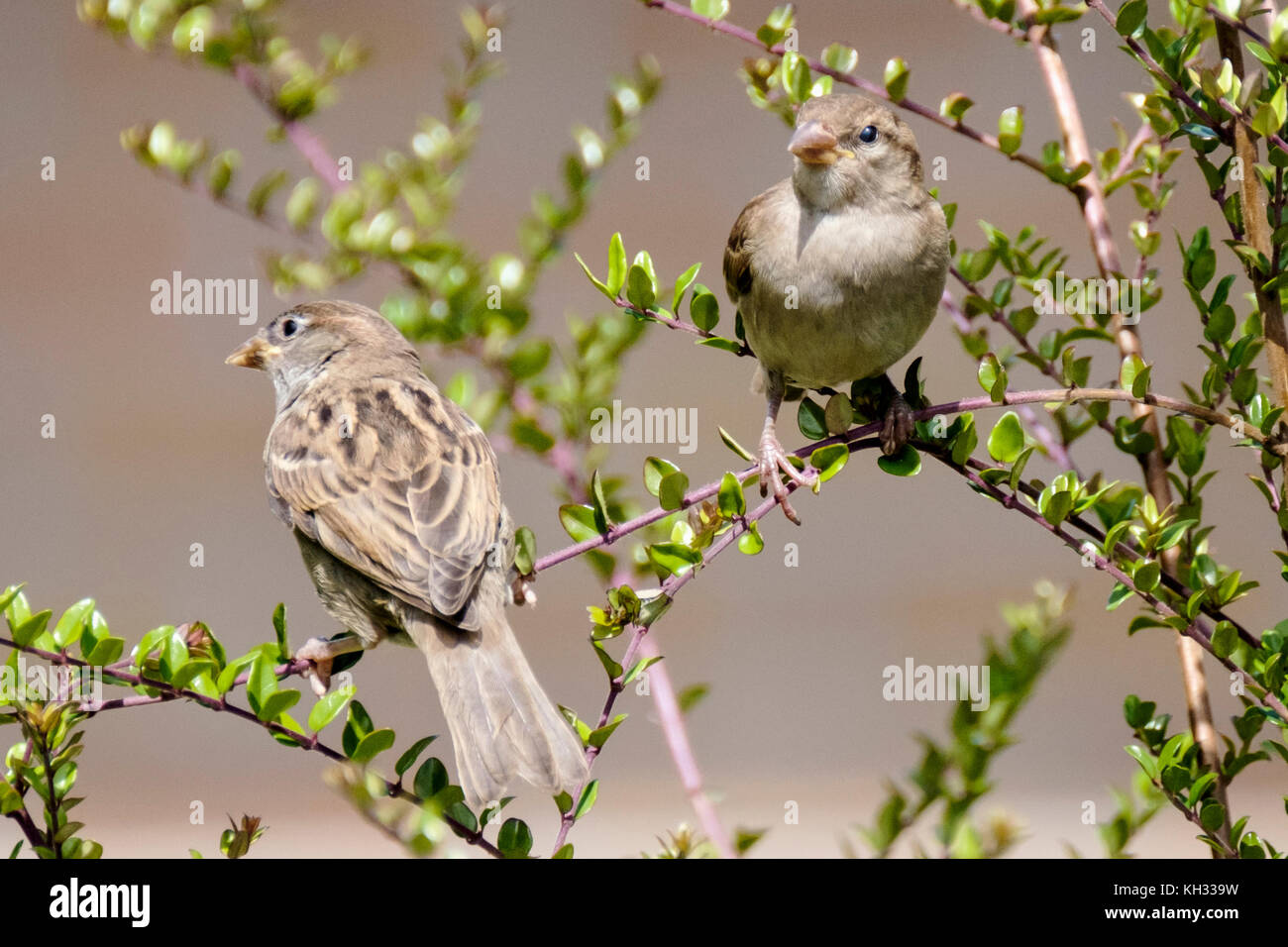 Two Birds in The Bush Stock Photo - Alamy