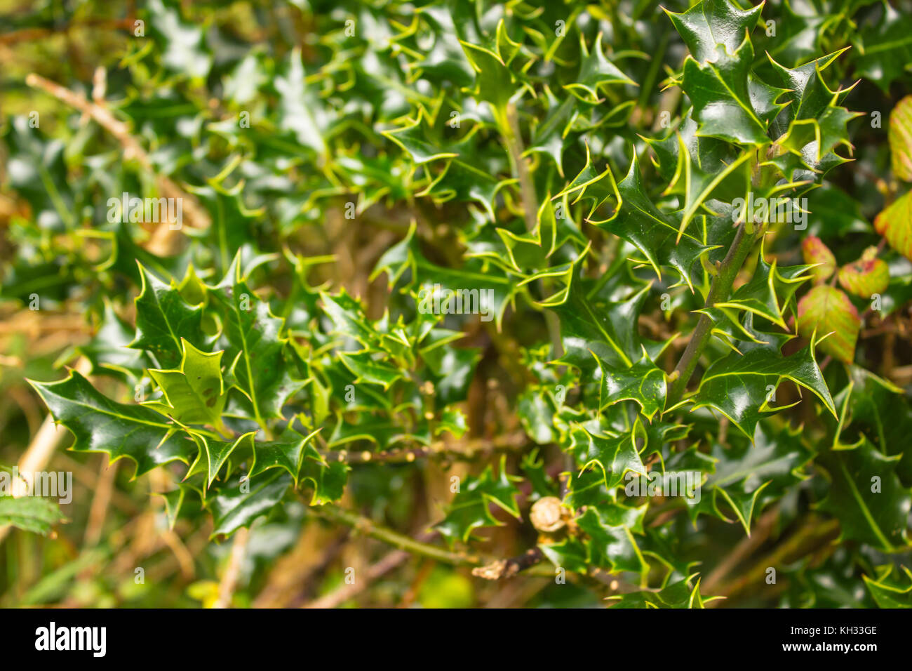 tree with spiny green leaves with a yellow stroke Stock Photo - Alamy