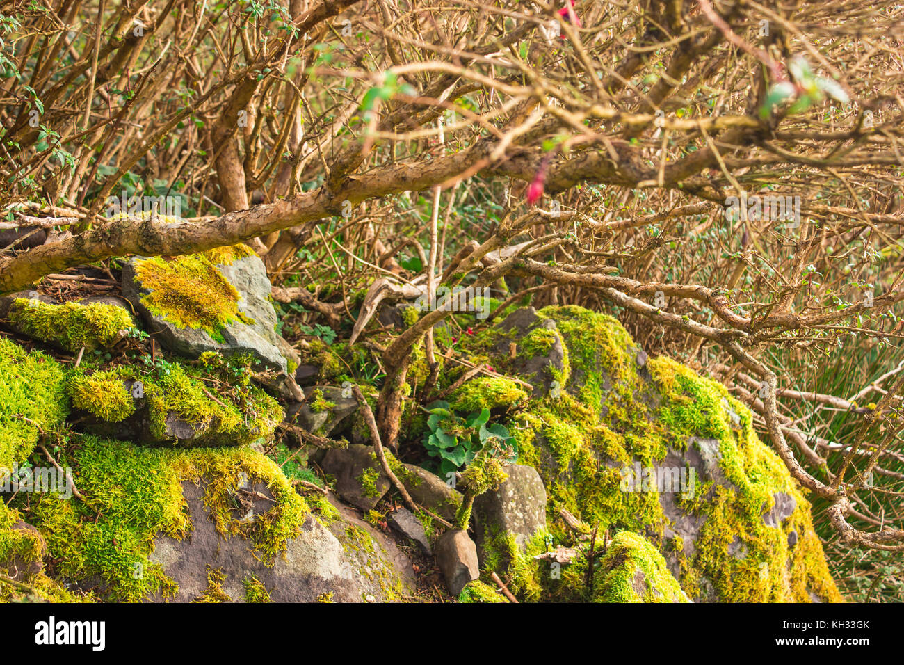 Growing out of dry stone wall hi-res stock photography and images - Alamy