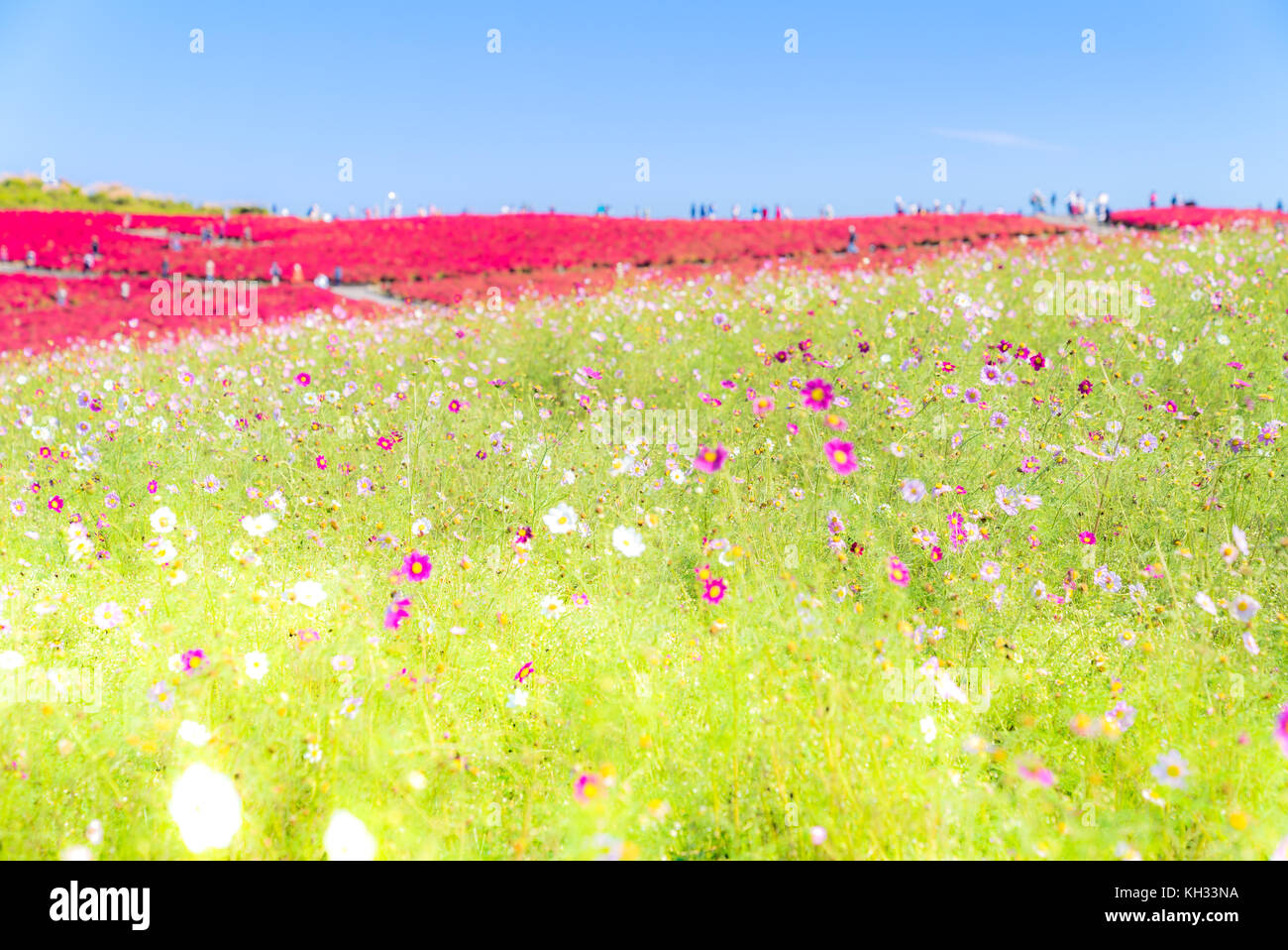 Kochia and cosmos bush with hill landscape Mountain,at Hitachi Seaside ...