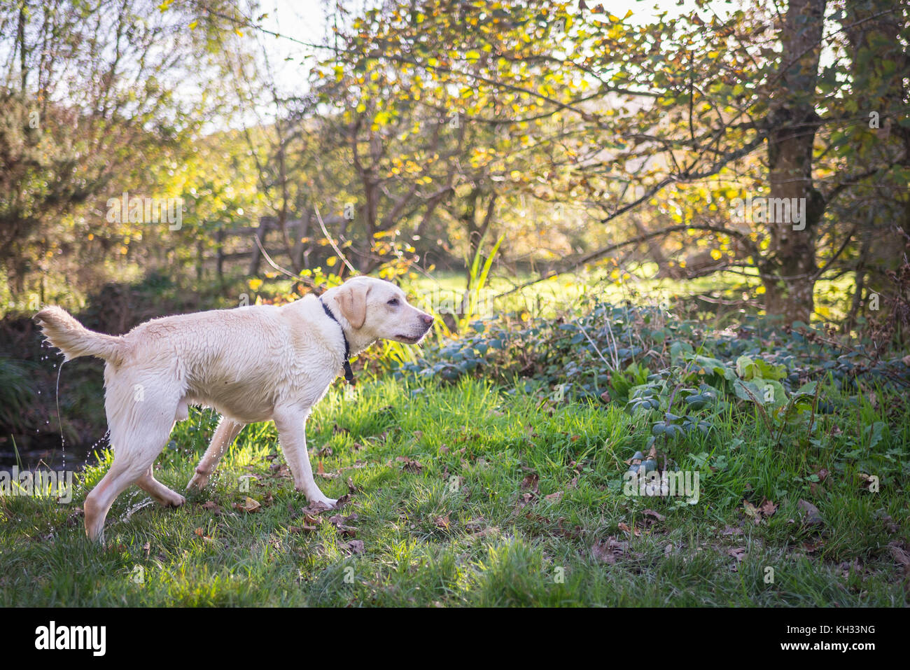 Labrador on a walk Stock Photo - Alamy