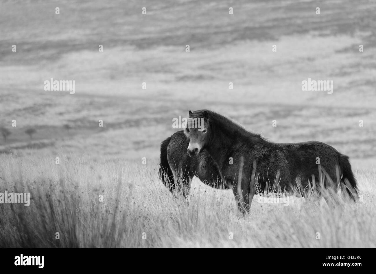 Wildlife conservation britain Black and White Stock Photos & Images - Alamy