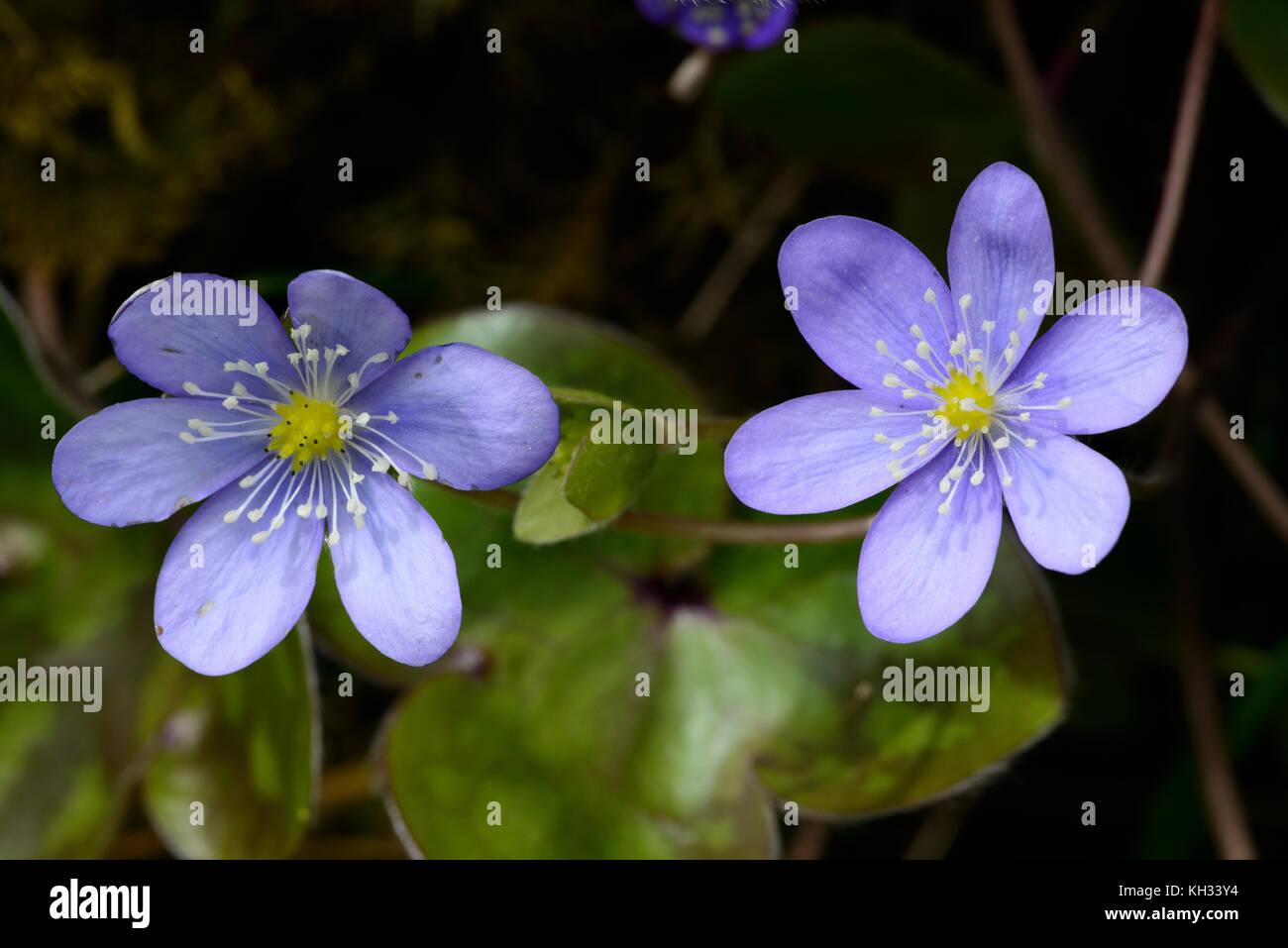 Liverleaf (Hepatica nobilis), flower blue form Stock Photo - Alamy