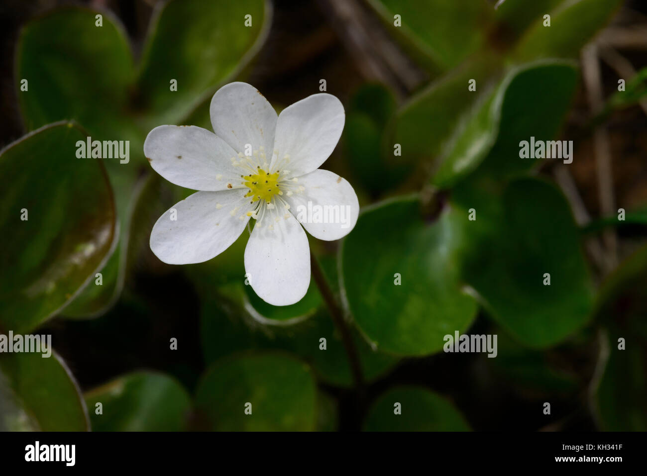 Liverleaf (Hepatica nobilis), flower white form Stock Photo - Alamy