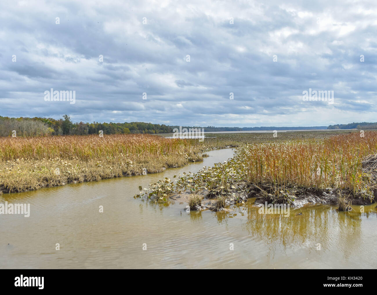 Jug Bay Wetlands Sanctuary Waterway in Lothian, Maryland Stock Photo ...