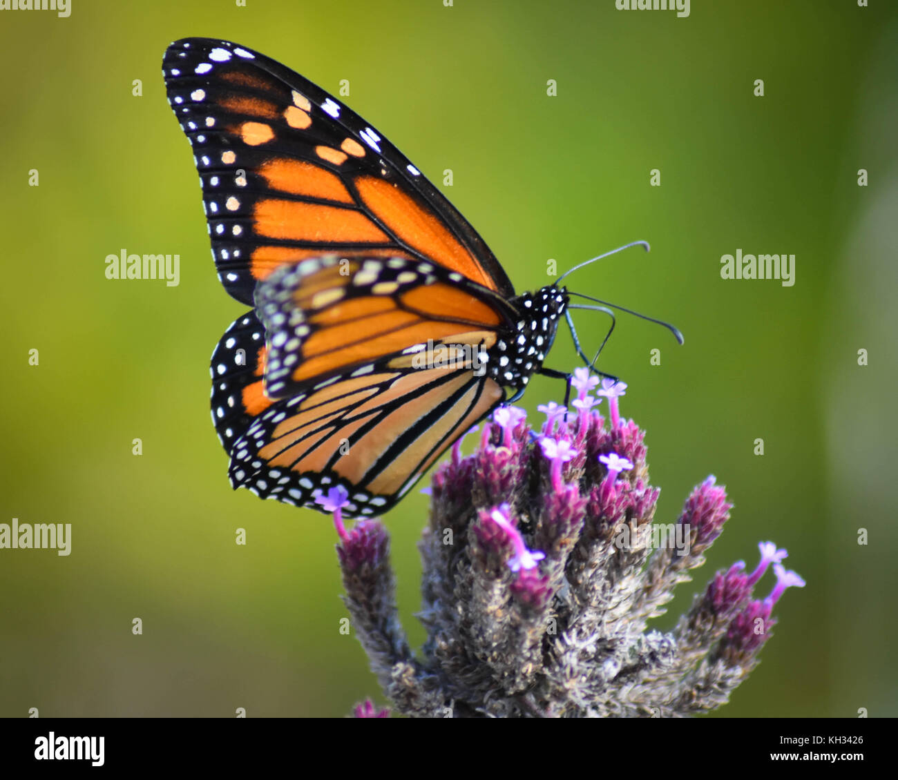 Proboscis monarch butterfly hi-res stock photography and images - Alamy