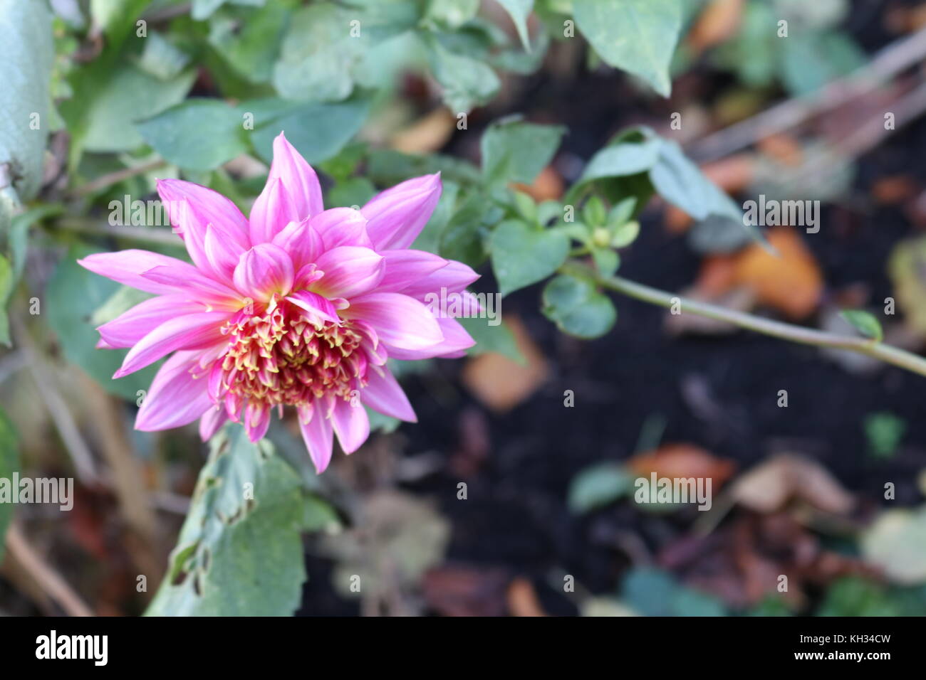 Beautiful autumn flowers berries hi-res stock photography and images ...