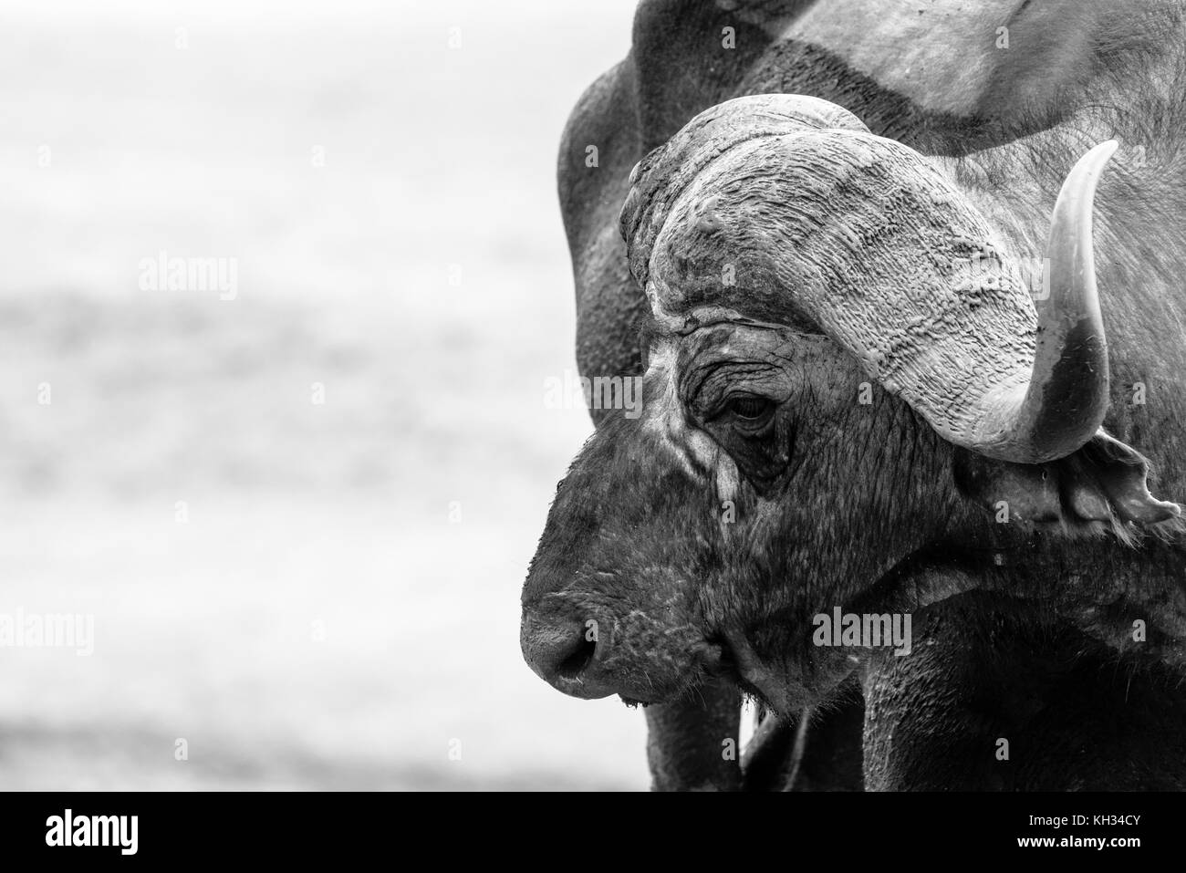 African buffalo syncerus side view Black and White Stock Photos ...